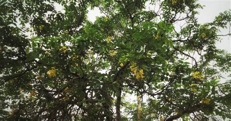 Mellow Paper Thin Thoughts