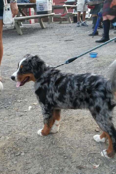Bernese Mountain Dog Mix With Australian Shepherd