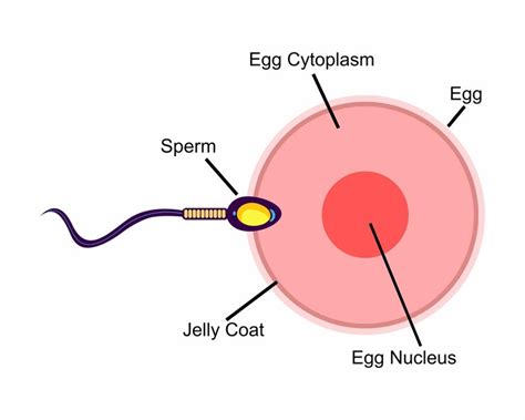 Premium Vector Human Sexual Reproductive System Female Egg Anatomy