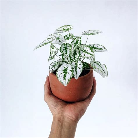 Jual Keladi Liliput Tanaman Hias Cantik Keladi Mini Keladi Murah