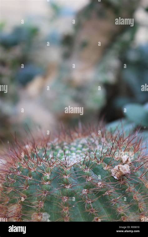 Red Spine Euphorbia Euphorb Euphorbiaceae Ornamental Cactus And Succulent Desert Plant Of The