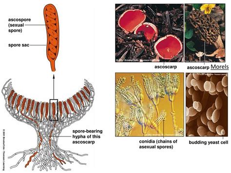 Ppt Fungi Powerpoint Presentation Free Download Id 2242090