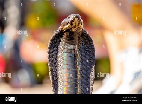 King Cobra Wide Hd