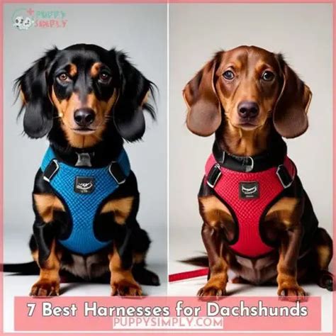 Best Harness For Walking Dachshund Dogs Safely