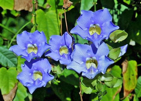 Thunbergia Grandiflora Variegata