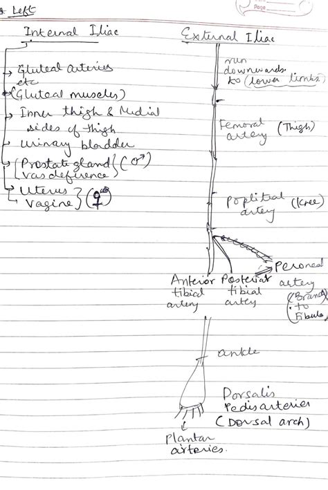 Arterial System Flow Chartpdf