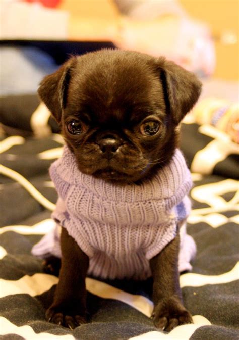 What Size Is A Pug In Clothes At Rufus Gantt Blog