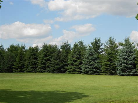 Windbreak Trees Examples At Lauren Harris Blog