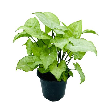 Syngonium White Syngonium Podophyllum Live Plant Home And Graden