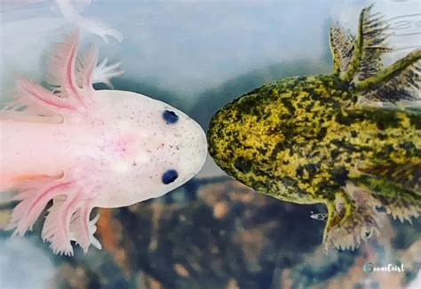 Different Types Of Axolotls Axolotl Morphs Colors Axolotl Color