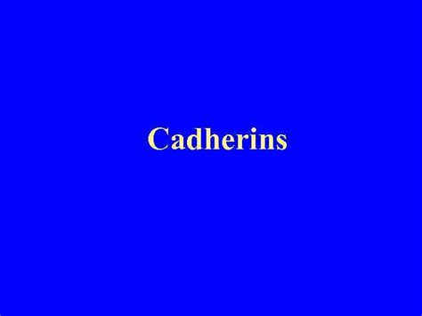 Cadherins Cadherin Signaling Glycogen Synthase Kinase