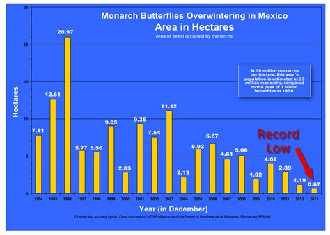 Shrinking Monarch Butterfly Population Beauty On The Wing