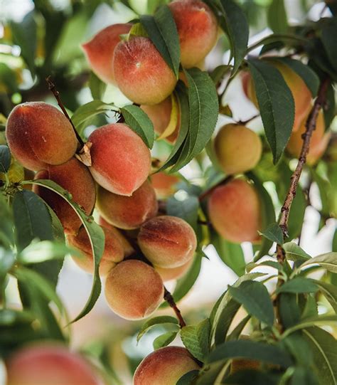 Breskva Botanički Vrh