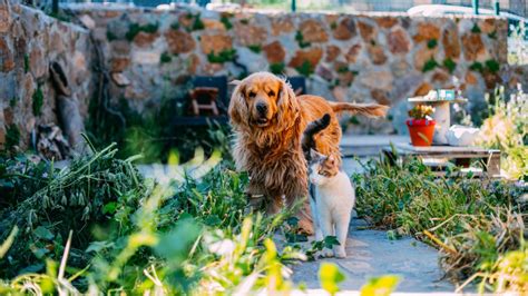 Puede Un Perro Contraer Tenias Por Comer Caca De Gato