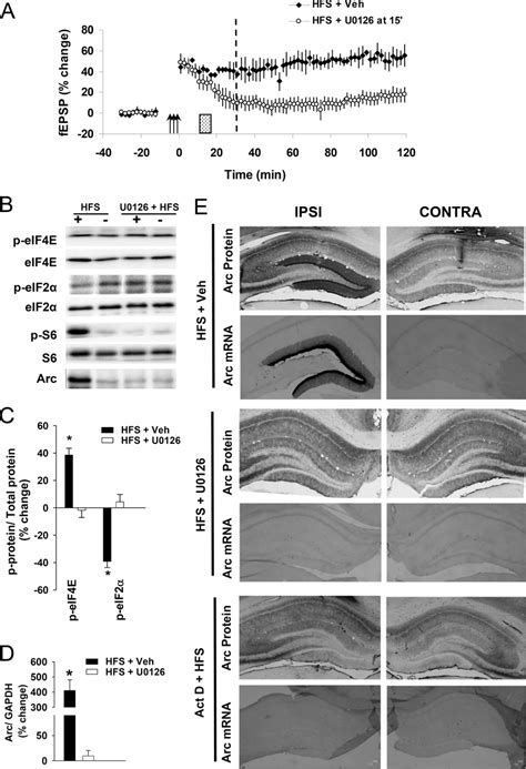 Arc Protein Synthesis Requires Sustained Erk Dependent Arc