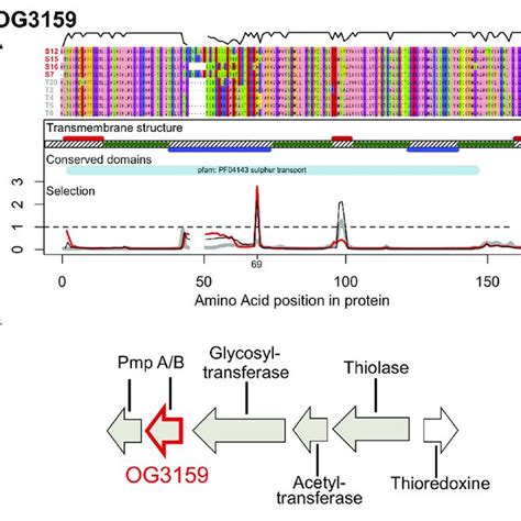 A Protein Alignment Transmembrane Structure Conserved Domains And