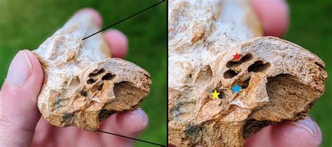 The Coastal Paleontologist Bobbys Guide To Whale And Dolphin Earbones 1