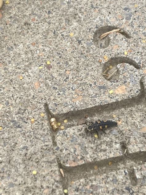 Yall Seven Spotted Lady Bug Nymph Plus A Seven Spotted Lady Bug And