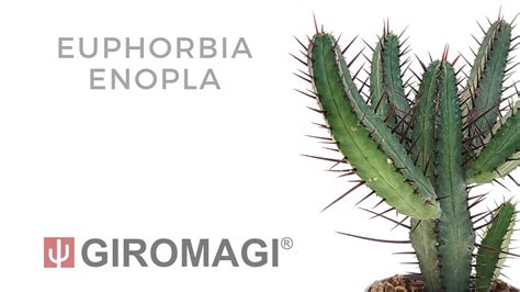 Euphorbia Enopla Youtube