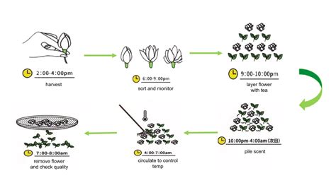 How Jasmine Green Tea Is Made Process Diagram Firsd Tea