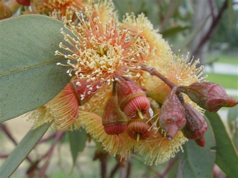 Local Wa Flora