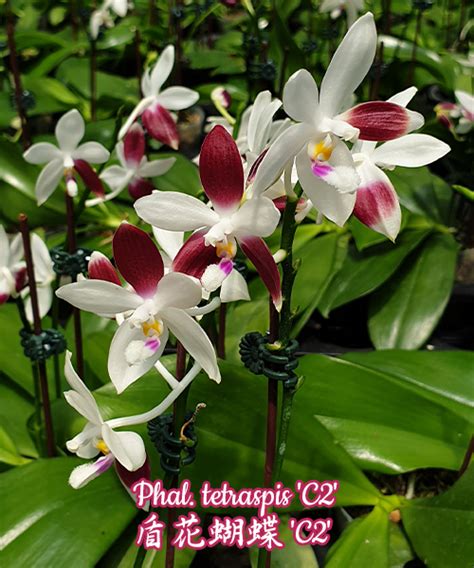 Orchid Phalaenopsis Tetraspis ‘c2 Fs Flowering Orchidgarden