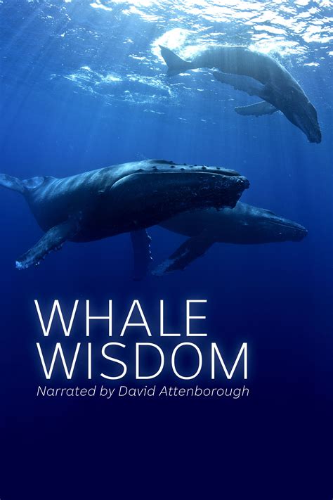 Humpback Whale David Attenborough