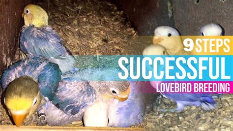 9 Steps To Successful Lovebird Breeding In 2020