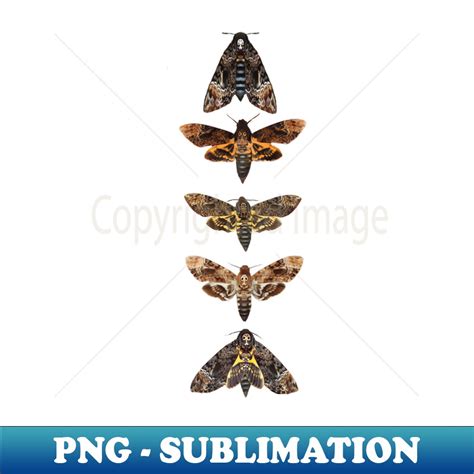 Death Head Moth Skull Moth Death Moth Hawk Moth Png Sub Inspire Uplift