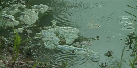 East Texas Ag News A Tale Of 2 Algae