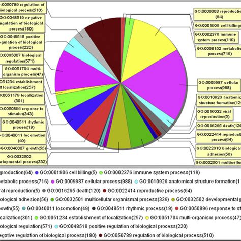 Pie Chart Of Biological Processes Of The Mrna Download Scientific Diagram