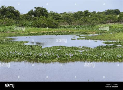 Aerial View Of Typical Pantanal Landscape With Lagoons Water Plants Forests And Birds
