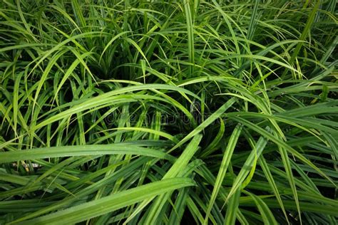Hakonechloa Macra Or Japanese Forest Grass Stock Image Image Of