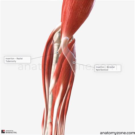 Biceps Brachii Muscle Anatomy