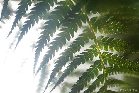 Neil Robert Hutton Photography New Moon Facebook