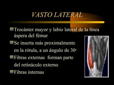 Anatomia De Mecanismo Extensor De La Rodilla Ppt