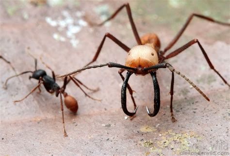 Giant Predatory Ants Artofit