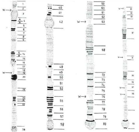 Diagrammatic Representation Of Salivary Gland Polytene Chromosome Maps Download Scientific