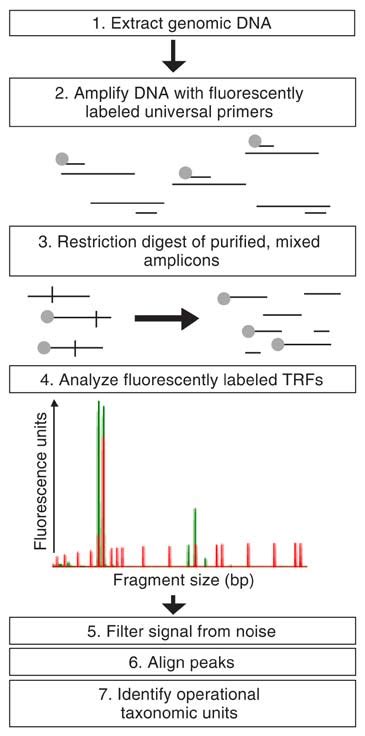 Process Flow Schematic For Terminal Restriction Fragment Length Download Scientific Diagram