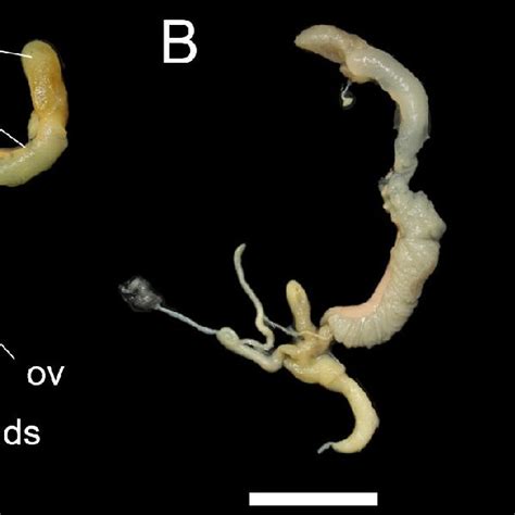 Images A And B Show The Genital Traits Of Macrochlamys Sp Both Download Scientific Diagram