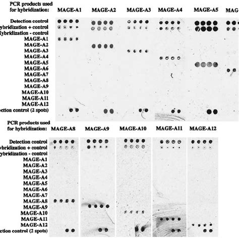 Evaluation Of The Specificity Of The Microarray Assay Download