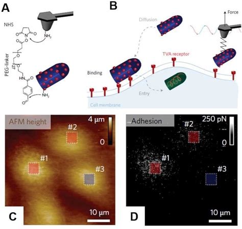 How Afm Investigates Viruses