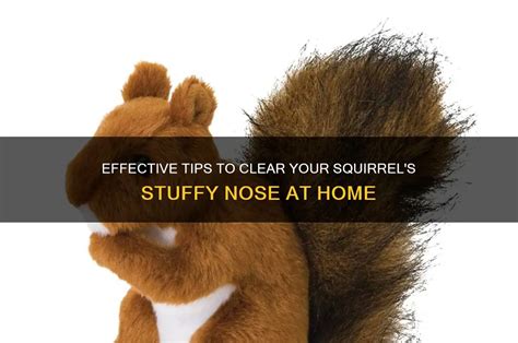 Effective Tips To Clear Your Squirrels Stuffy Nose At Home Petshun