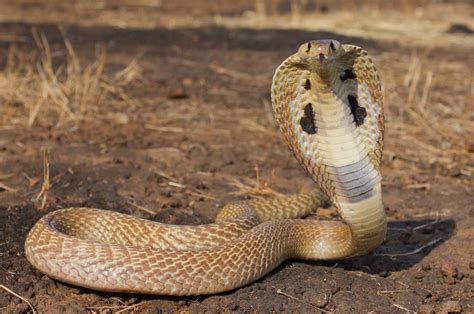Cobra Snake Images Hd Wallpaper