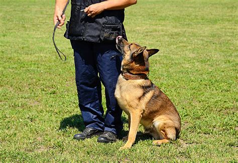 Are Police Dogs Friendly