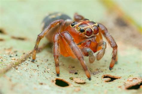 Salticidae Jankorba Flickr