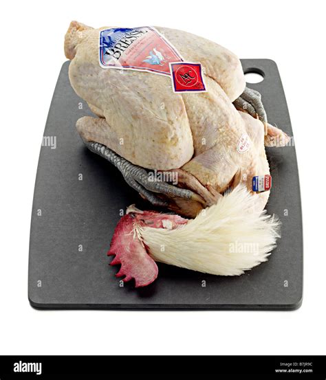 French Bresse Finishing Finishing Of Bresse Chickens In France