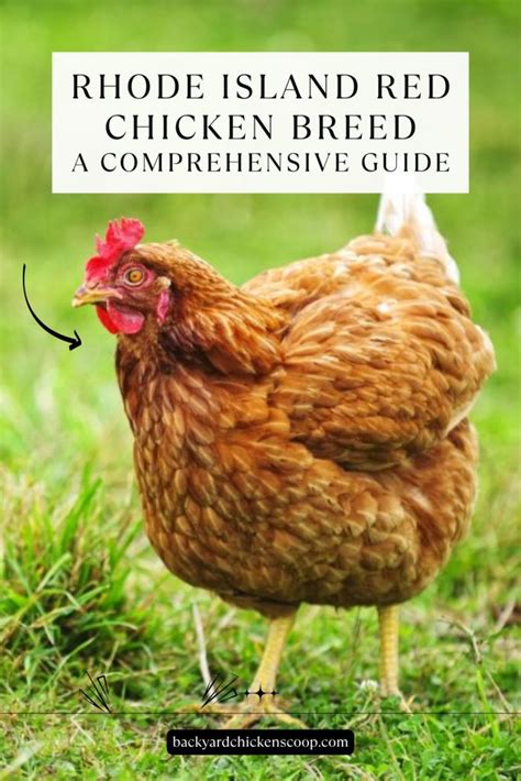 Rhode Island Red Chicken Breed A Comprehensive Guide Backyard