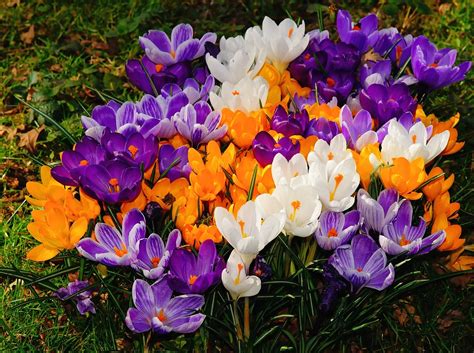 Free Photo Flowers Crocus Spring Bloom Free Image On Pixabay