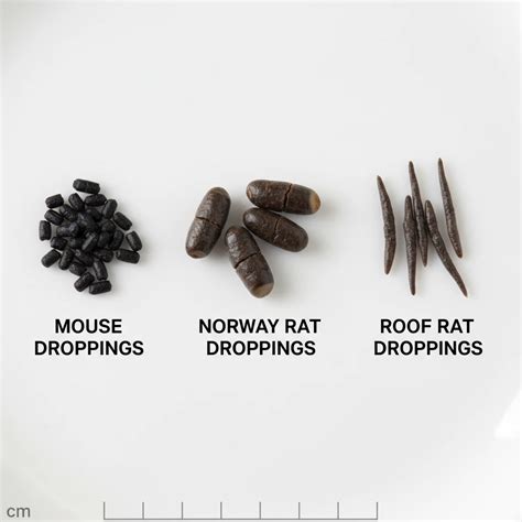 Key Signs Of Rodent Infestation In Your Auckland Home Pest Control